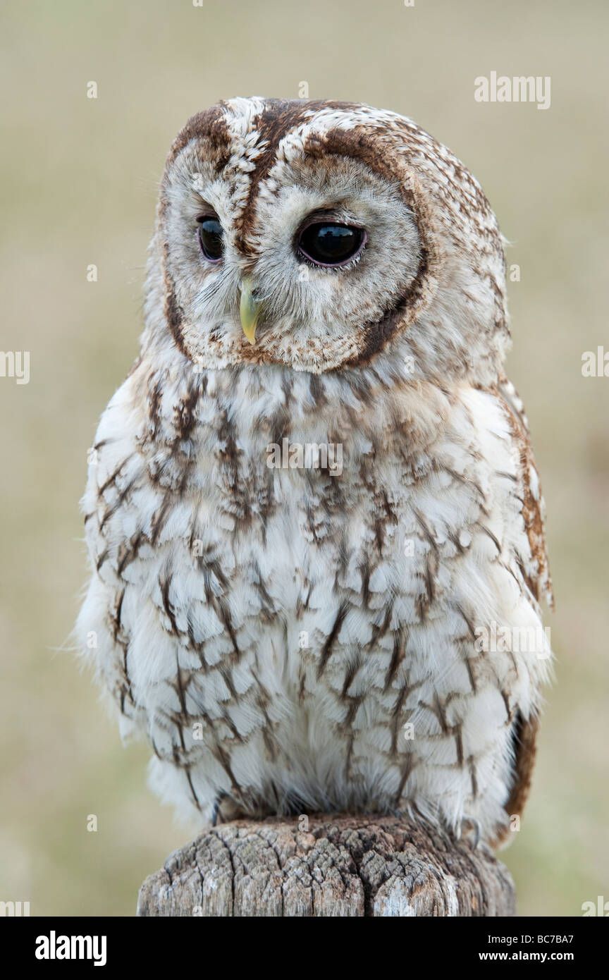 Strix aluco. Tawny owl on a wooden sign post in the english countryside ...
