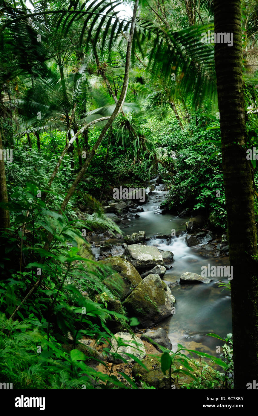 Rainforest stream caribbean hi-res stock photography and images - Alamy