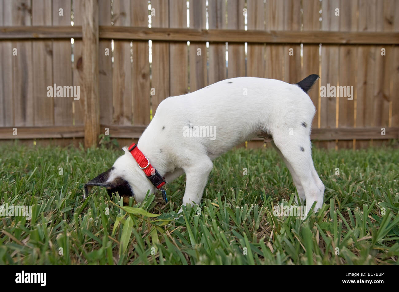 Rat terrier puppy digging a hole Stock Photo - Alamy