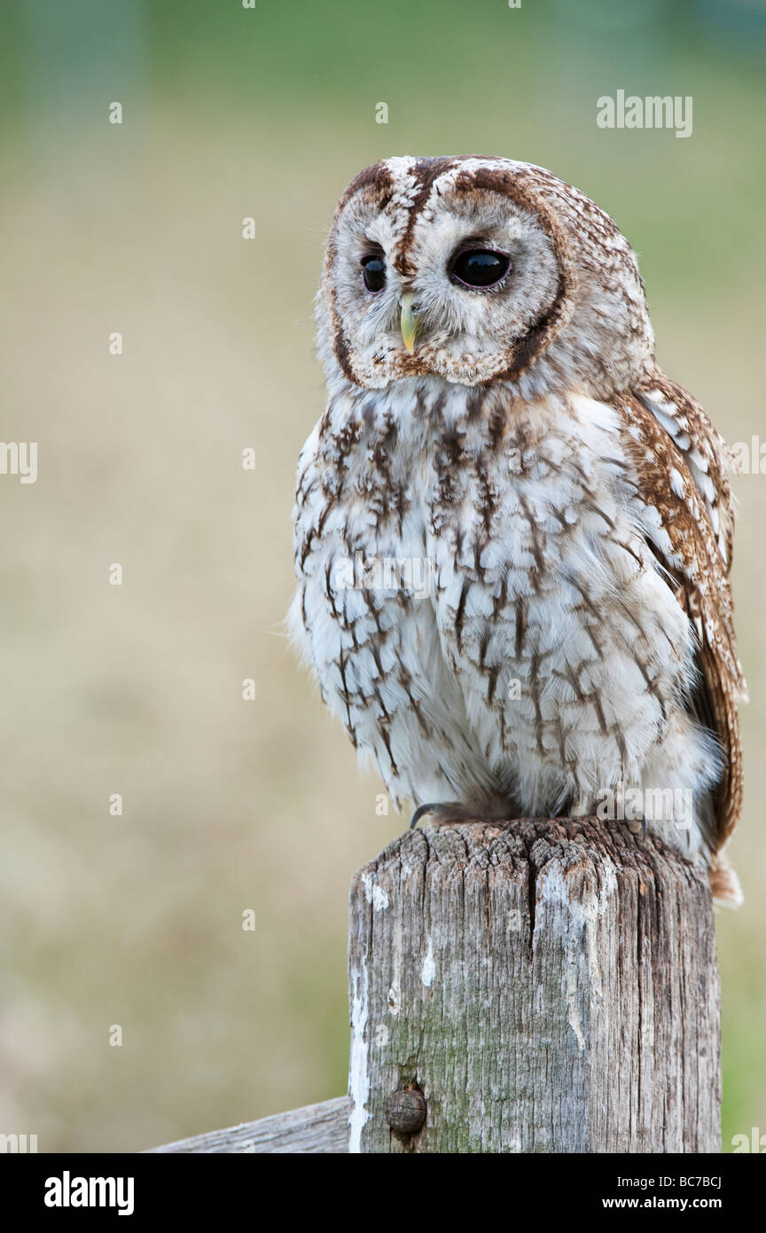 Strix aluco hi-res stock photography and images - Alamy