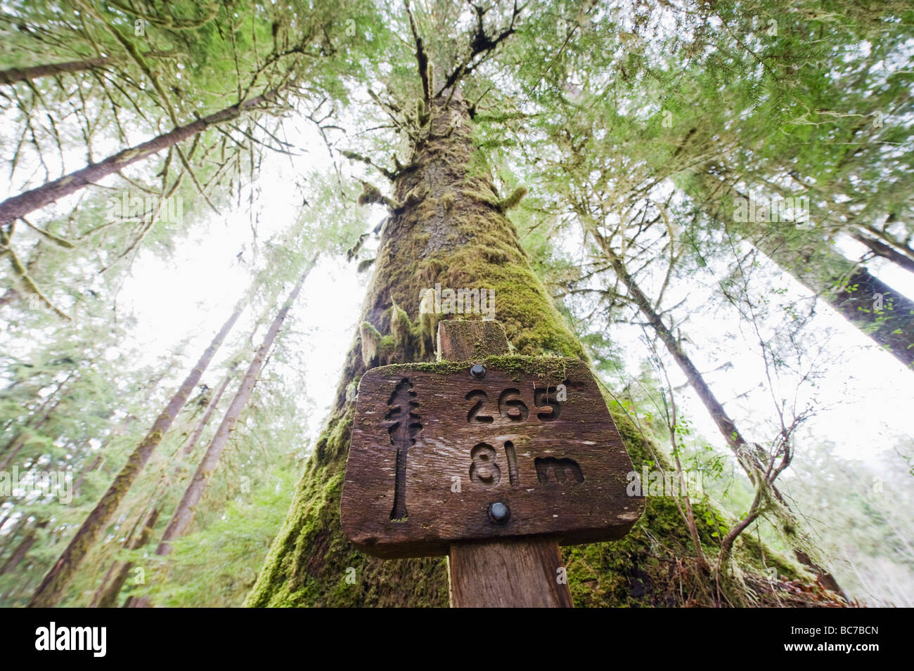 Carmanah walbran provincial park hi-res stock photography and images ...