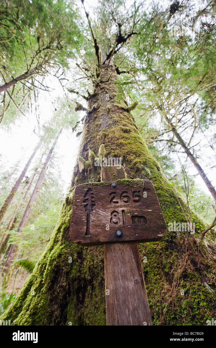 Carmanah giant hi-res stock photography and images - Alamy