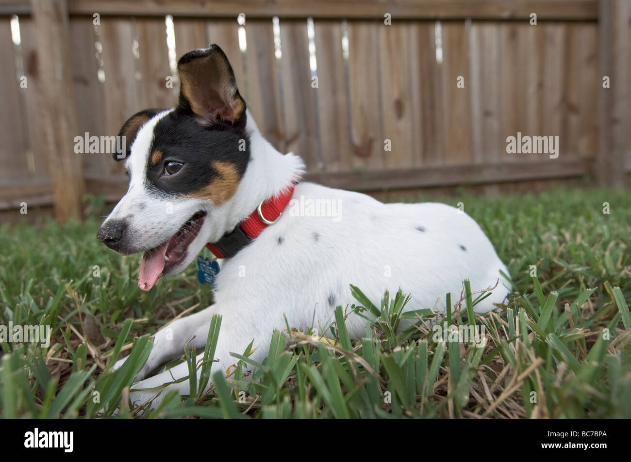 Rat terrier puppy dog pet animal furry cute energetic fun happy playful ...
