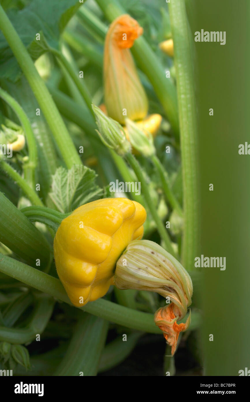 Patty pan squashes on the plant Stock Photo - Alamy