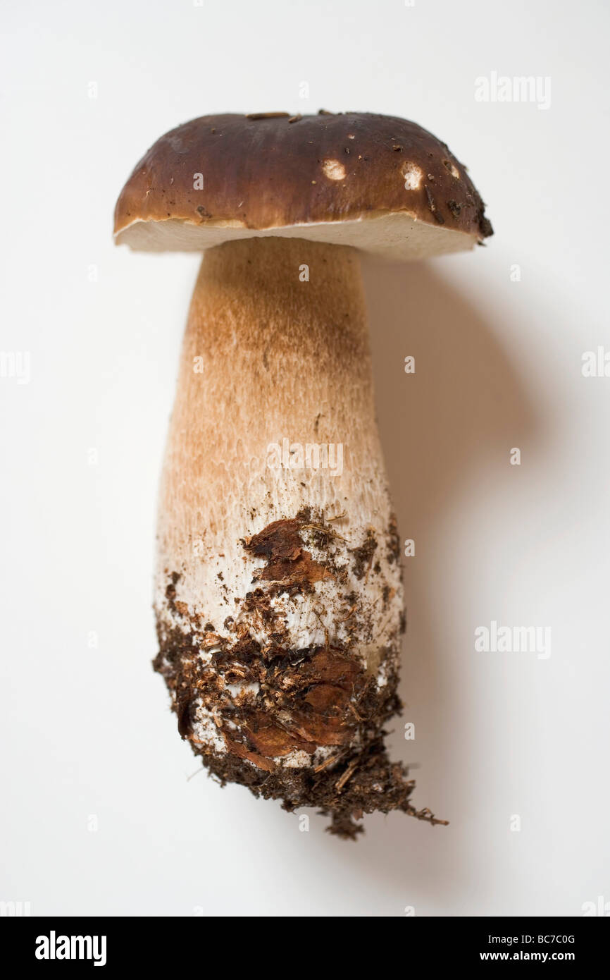 Fresh cep with soil Stock Photo - Alamy