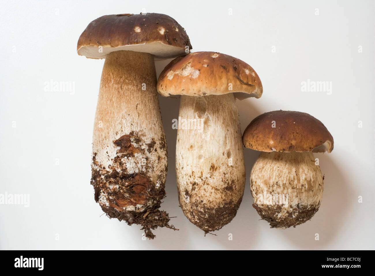 Three ceps side by side Stock Photo - Alamy