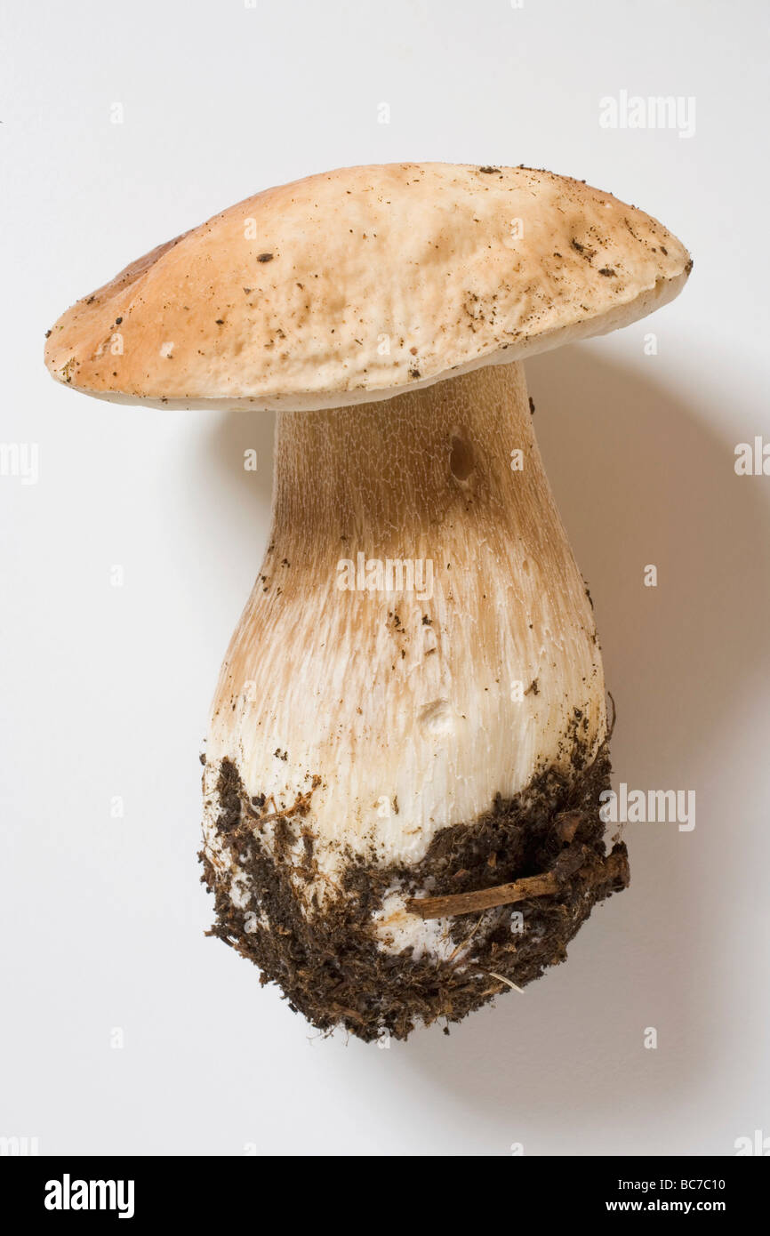 Fresh cep with soil Stock Photo - Alamy