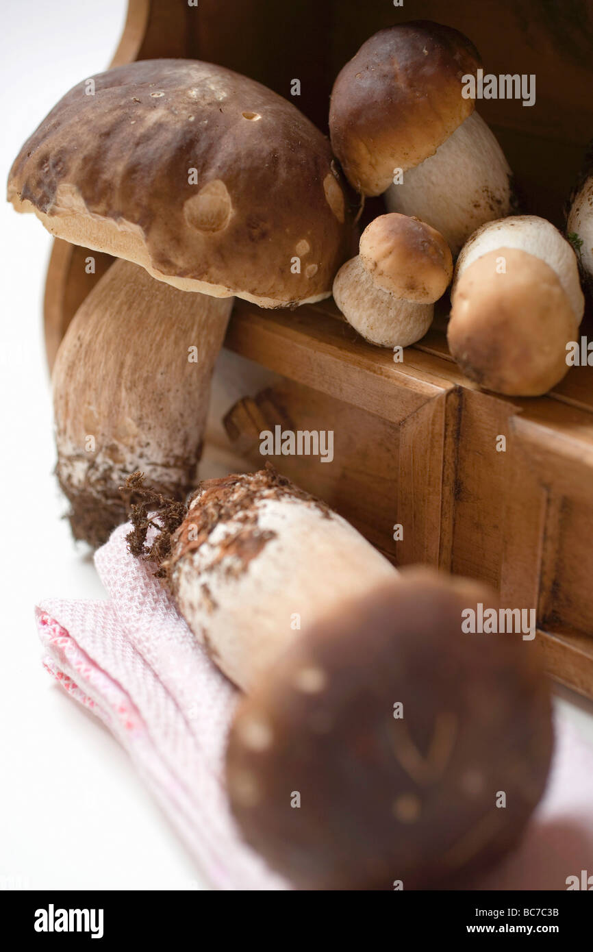 Fresh ceps on drawer unit Stock Photo - Alamy