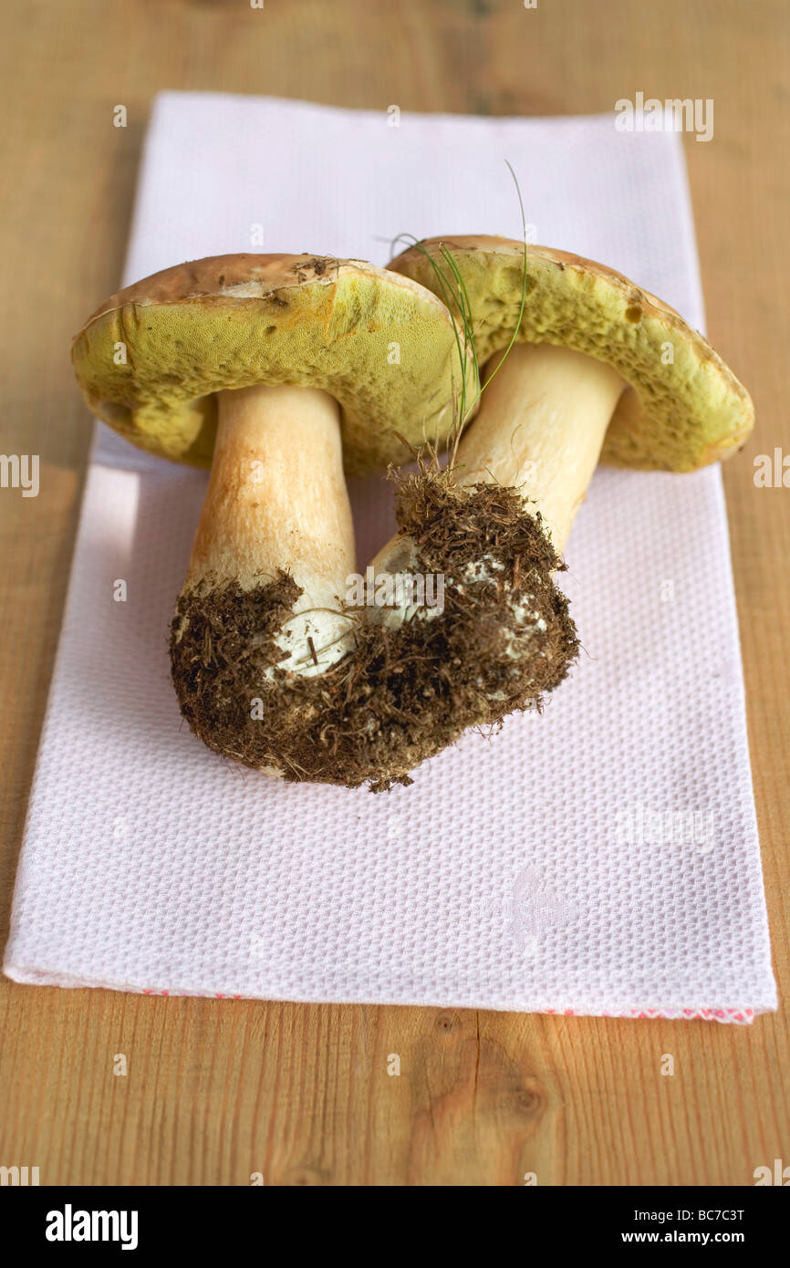 Two freshly picked ceps on kitchen roll Stock Photo - Alamy