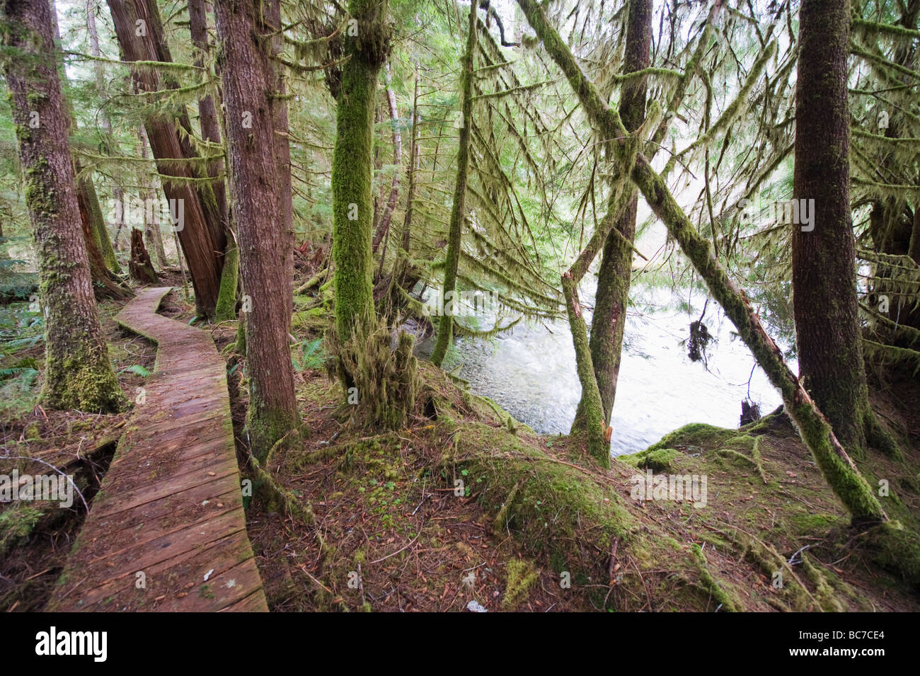 old growth forest in Carmanah Walbran Provincial Park Vancouver Island ...