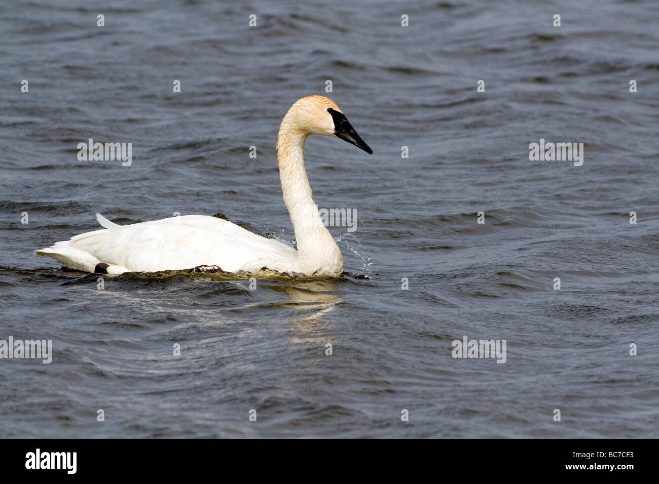 Trumpeter Swan in the Upper Peninsula of Michigan USA Stock Photo - Alamy