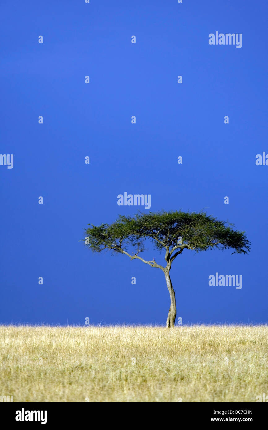Lone tree in the savannah - Masai Mara National Reserve, Kenya Stock ...