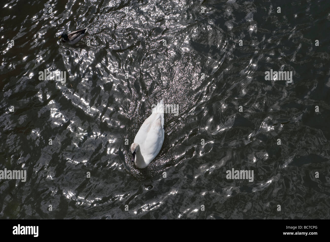 Swam in River Stock Photo - Alamy