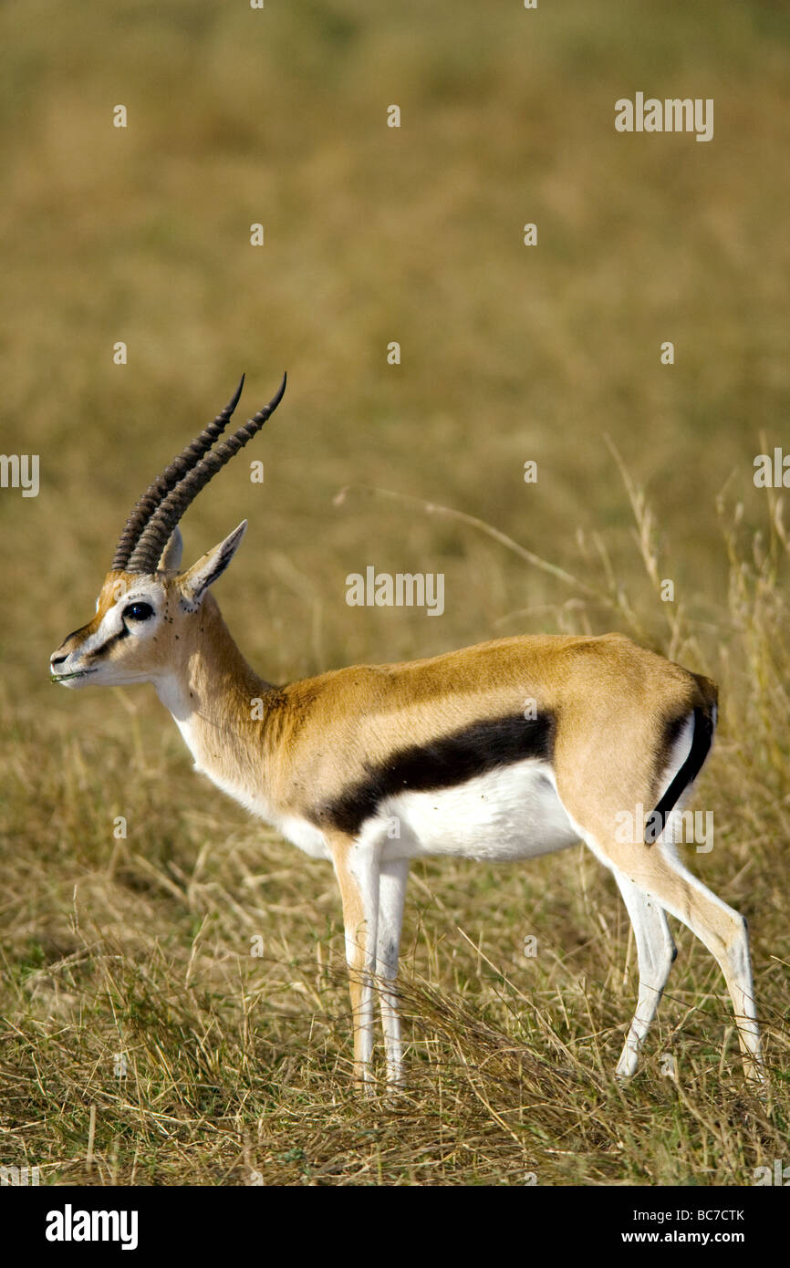 Thomson's Gazelle - Masai Mara National Reserve, Kenya Stock Photo - Alamy