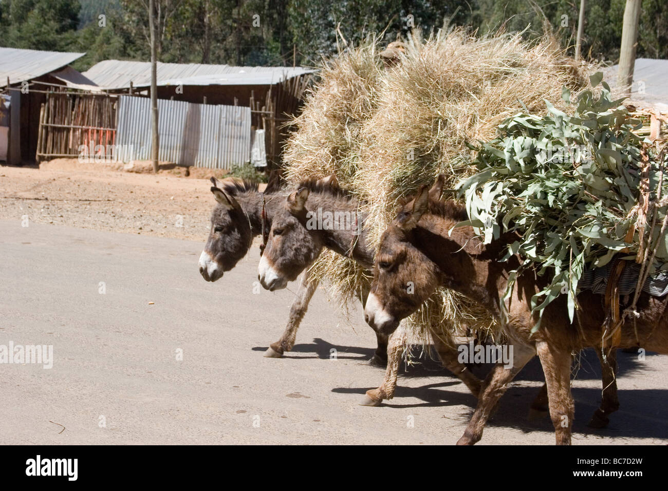Addis Ababa Ethiopia Stock Photo - Alamy
