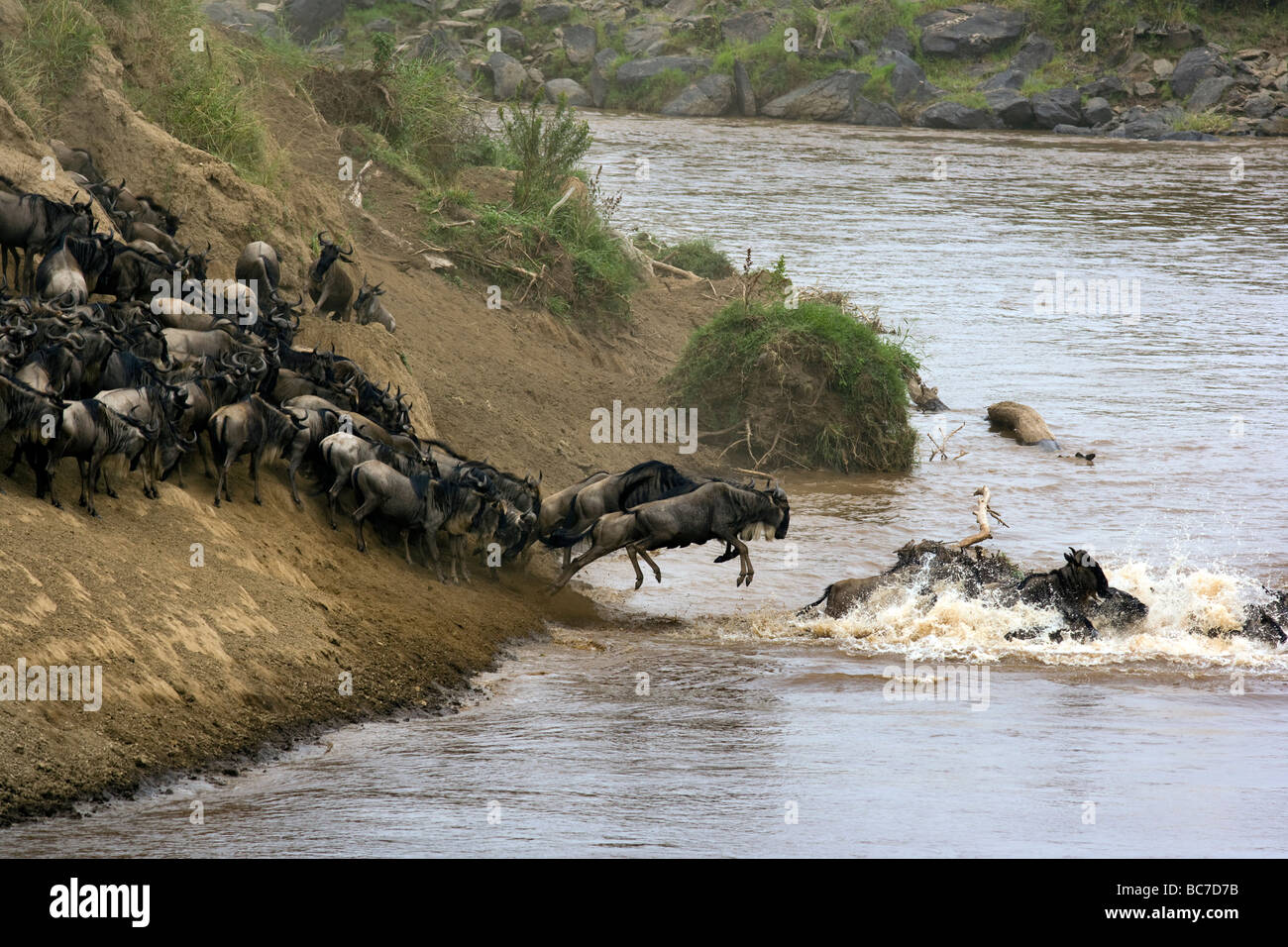 Wildebeest crossing the Mara River - Masai Mara National Reserve, Kenya ...