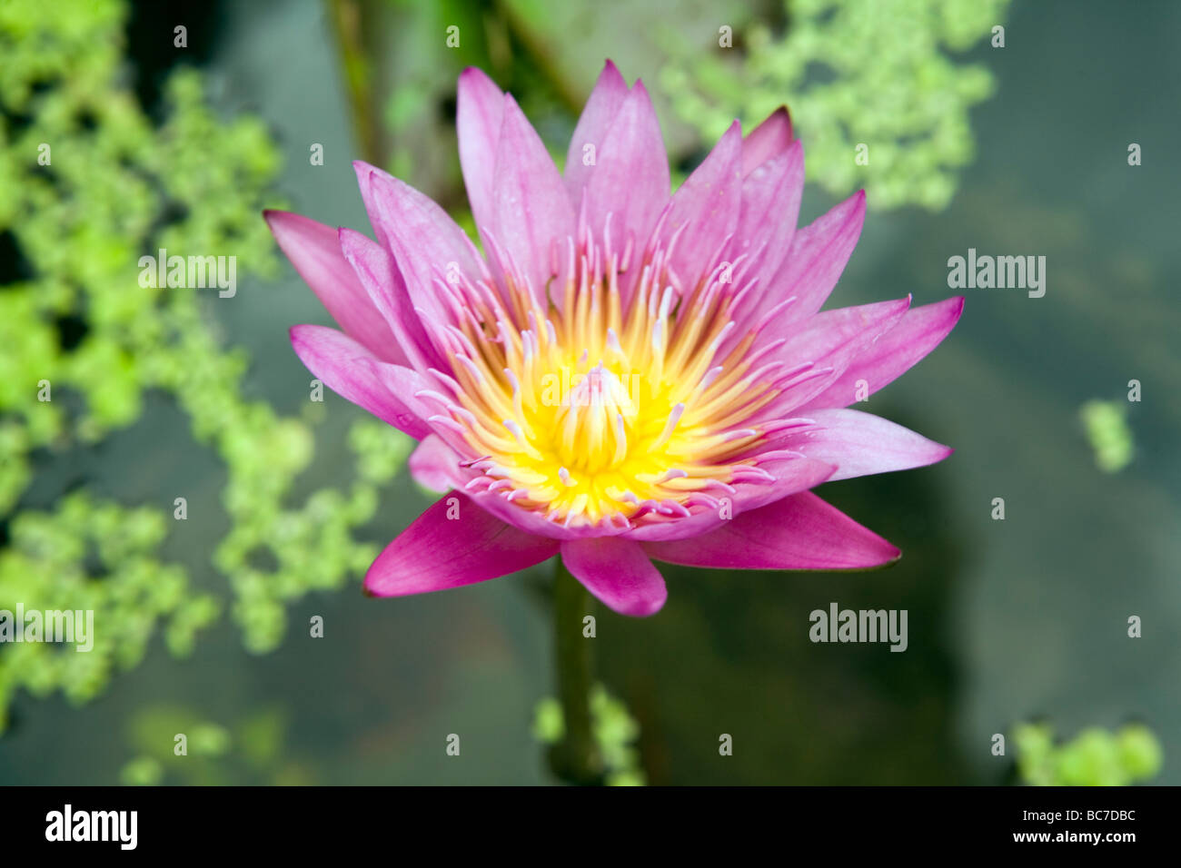 Colorful Lily flowers Stock Photo - Alamy