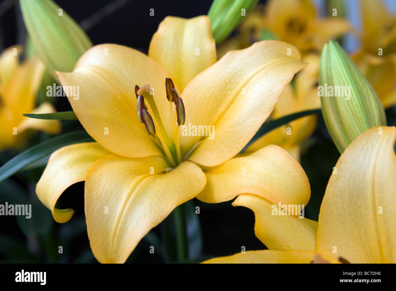 Colorful Lily flowers Stock Photo - Alamy
