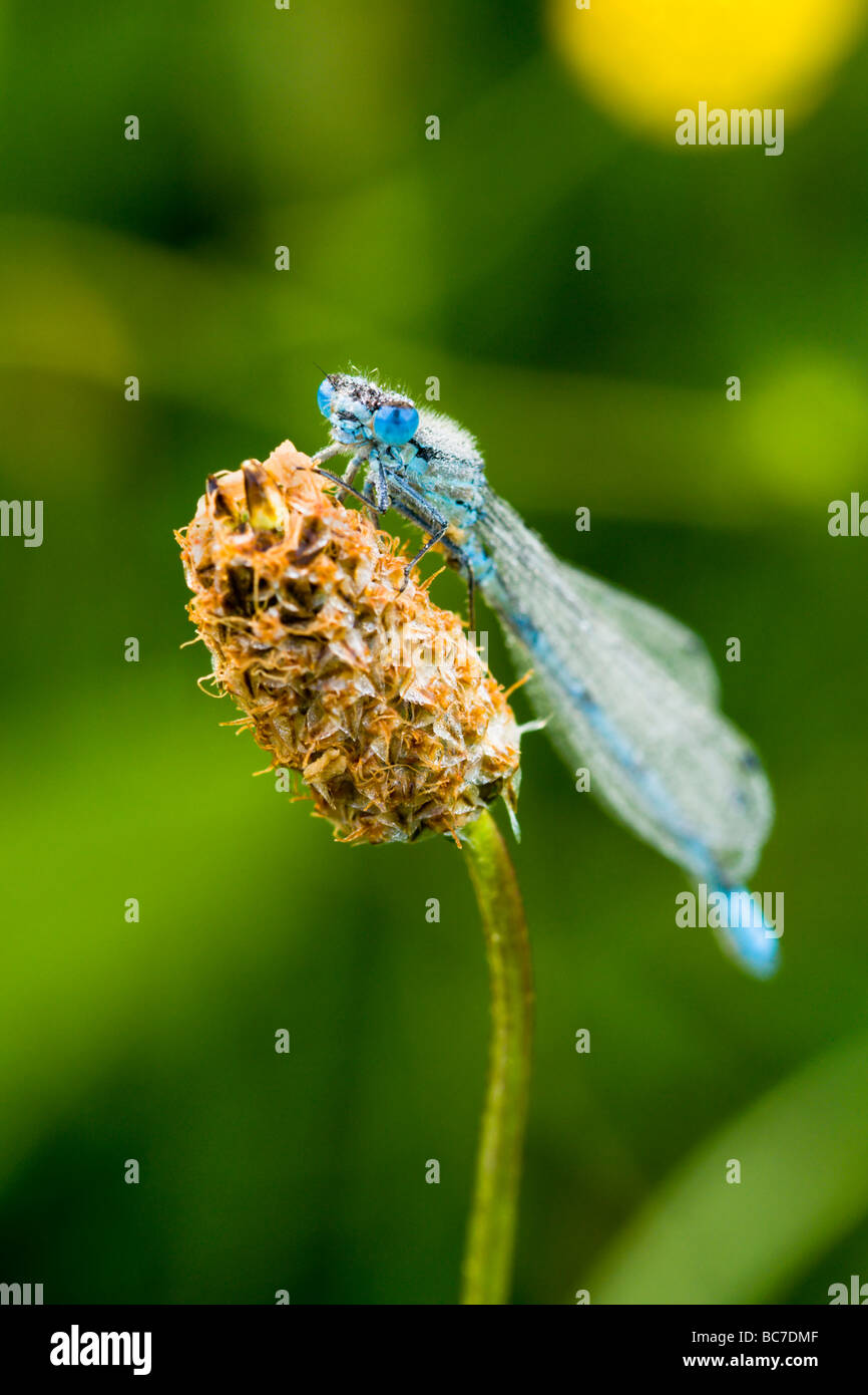 Common Blue Damselfly on Ribwort Stock Photo - Alamy