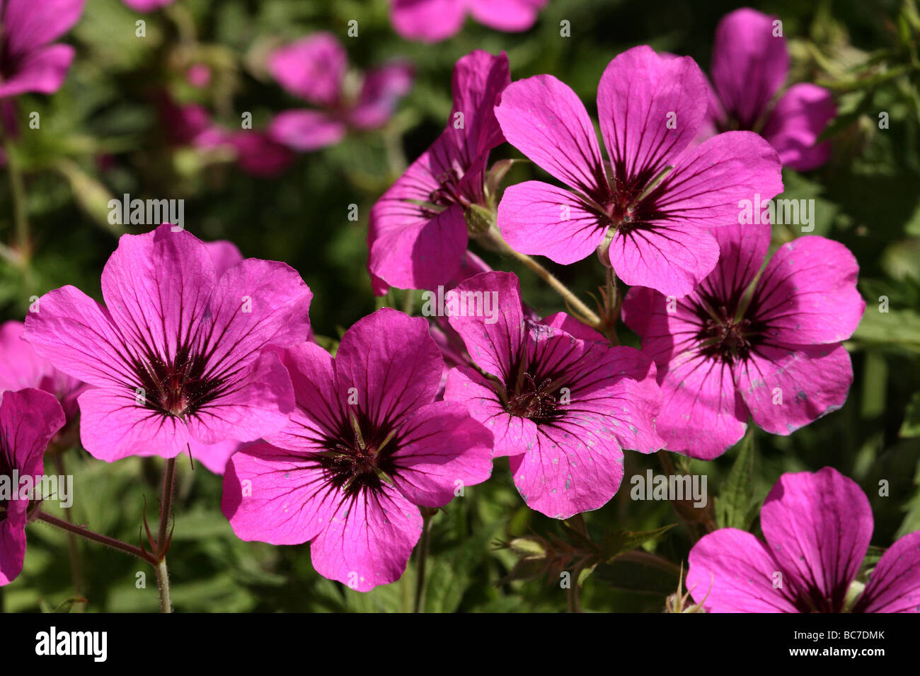 Cranesbill family hi-res stock photography and images - Alamy