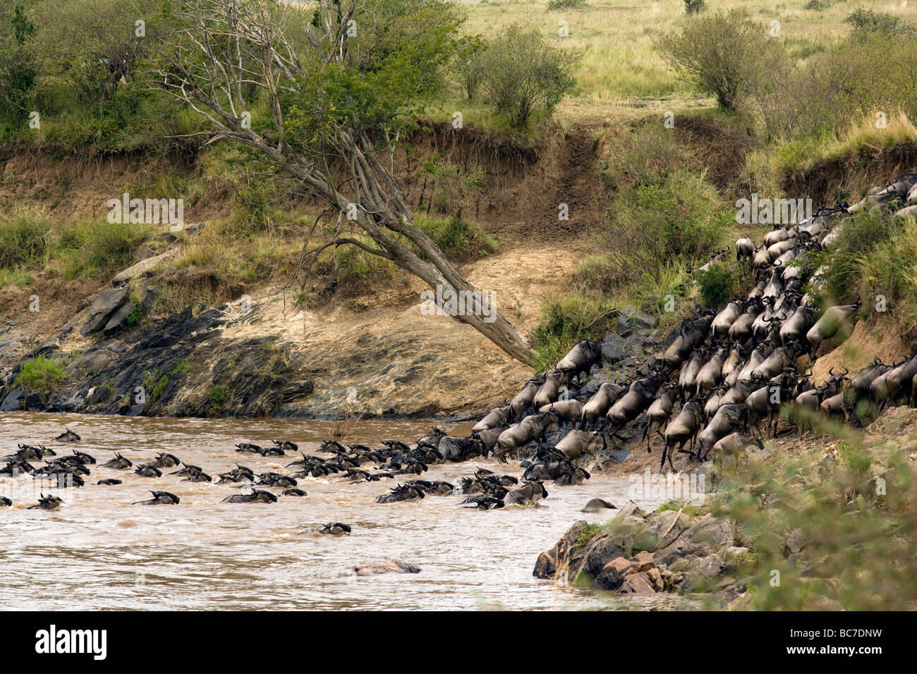 Wildebeest crossing the Mara River - Masai Mara National Reserve, Kenya ...