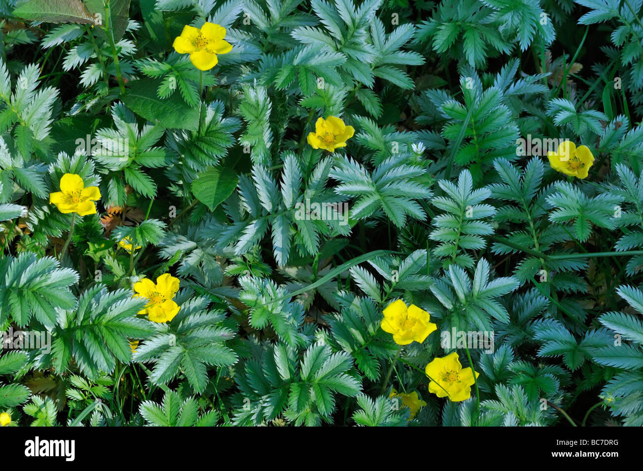 Yellow flower silverweed hi-res stock photography and images - Alamy