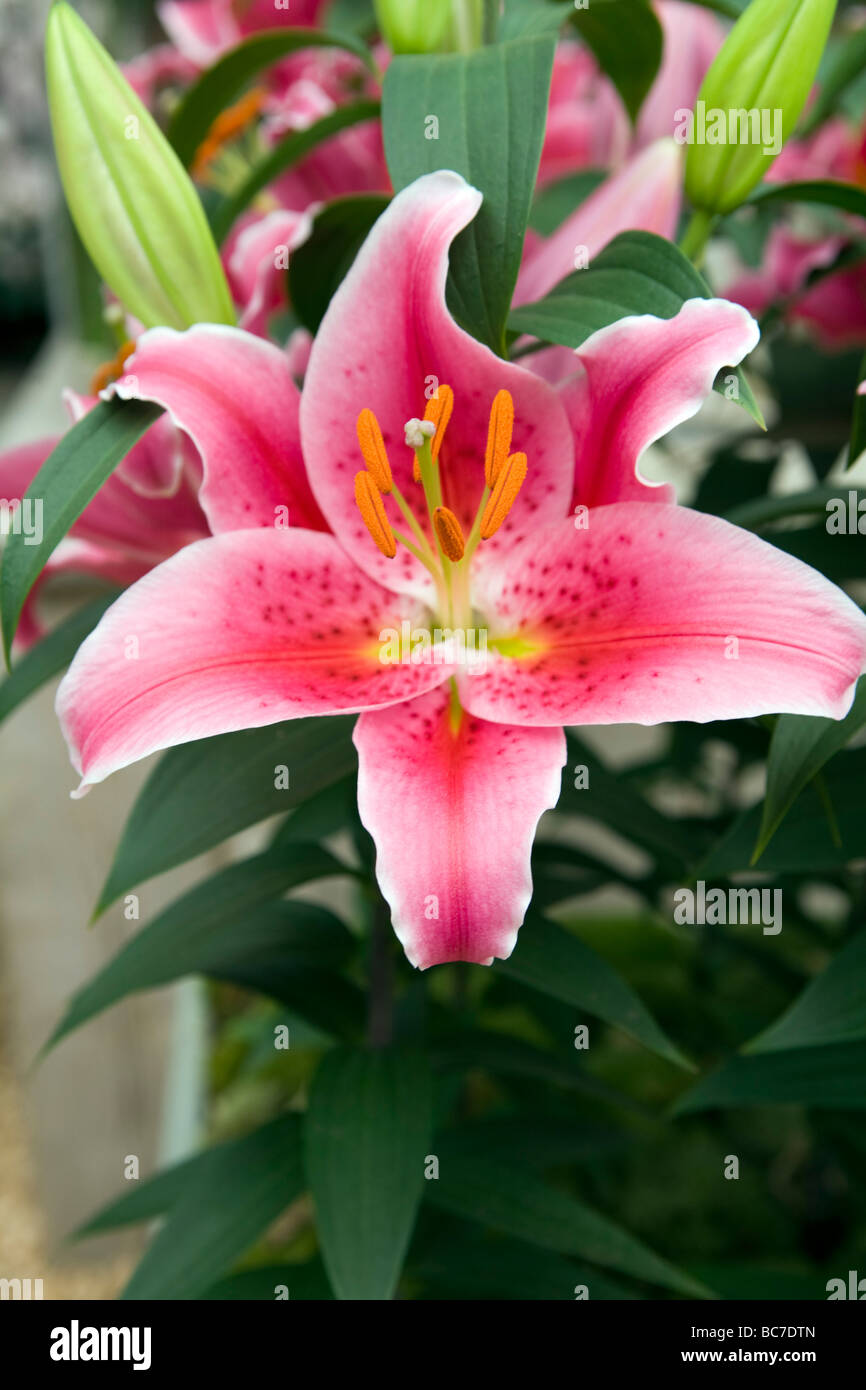 Colorful lily hi-res stock photography and images - Alamy
