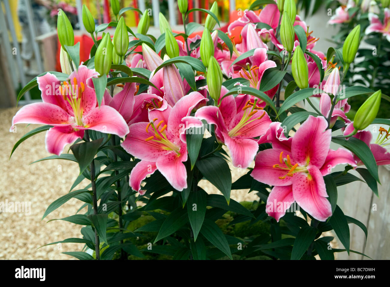 Colorful Lily flowers Stock Photo - Alamy