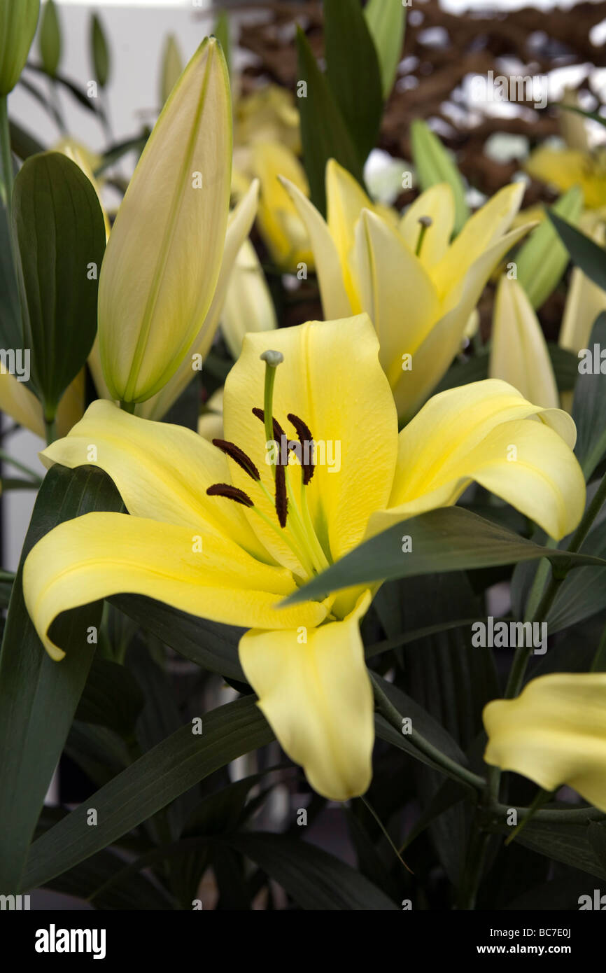 Colorful Lily flowers Stock Photo - Alamy