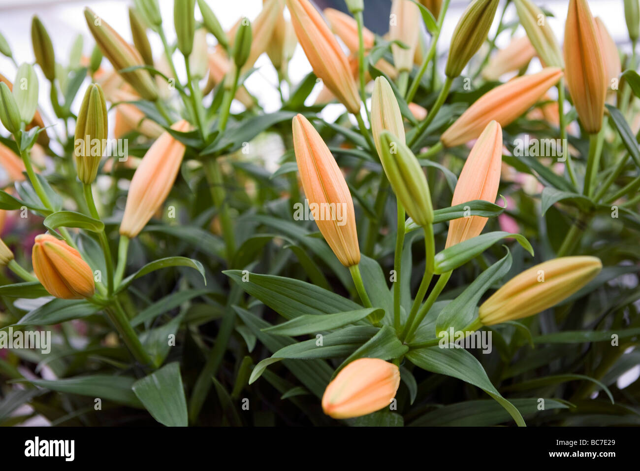 Colorful Lily flowers Stock Photo - Alamy