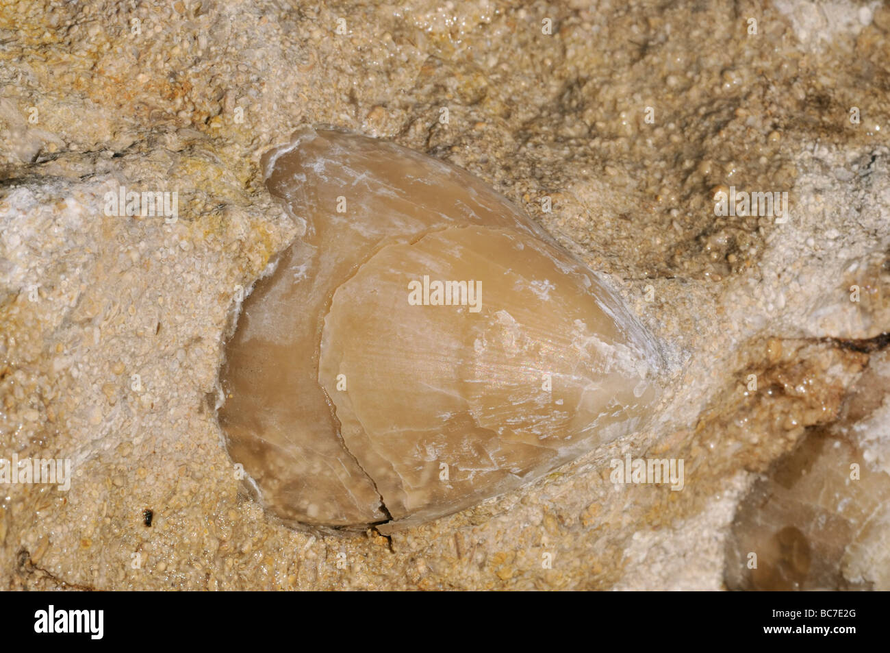Brachiopod shell hi-res stock photography and images - Alamy