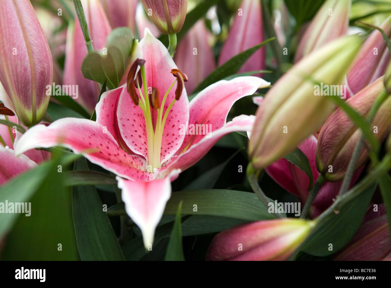 Colorful Lily flowers Stock Photo - Alamy