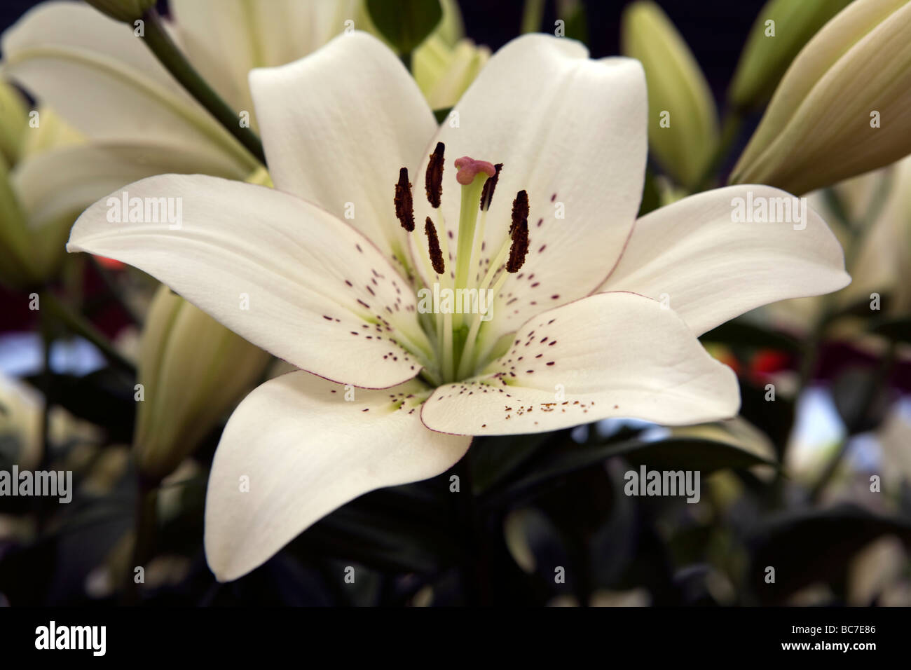 Colorful Lily flowers Stock Photo - Alamy