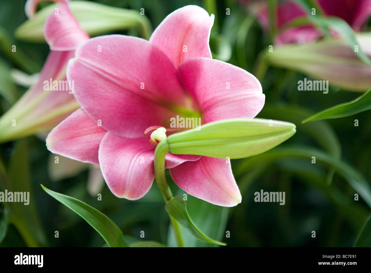 Colorful Lily flowers Stock Photo - Alamy