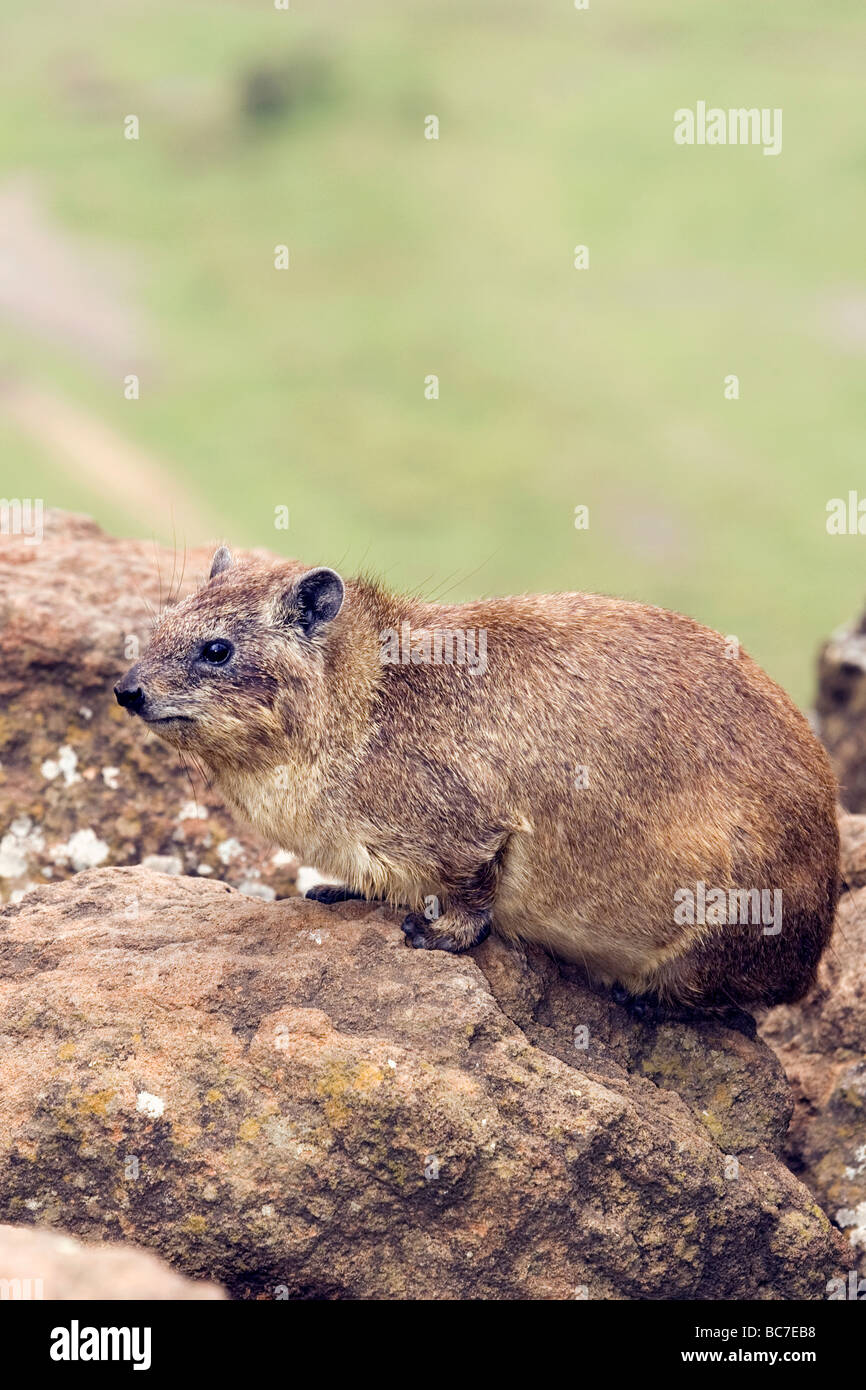 Wibari hi-res stock photography and images - Alamy