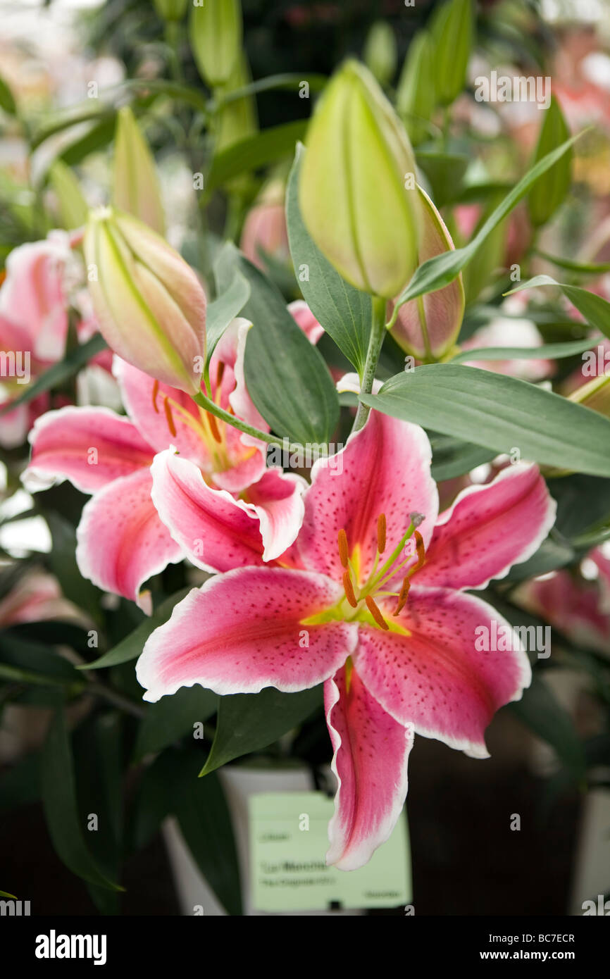 Colorful Lily flowers Stock Photo - Alamy