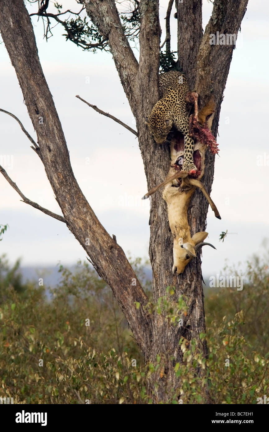 Leopard pulling Reedbuck carcass up tree - Masai Mara National Reserve ...