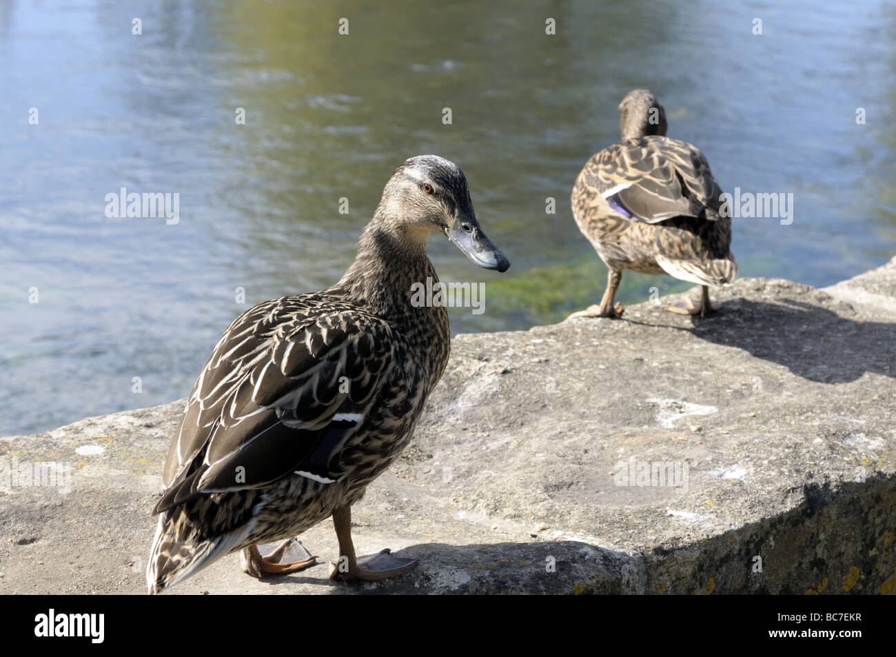 Brown female mallard ducks hi-res stock photography and images - Alamy