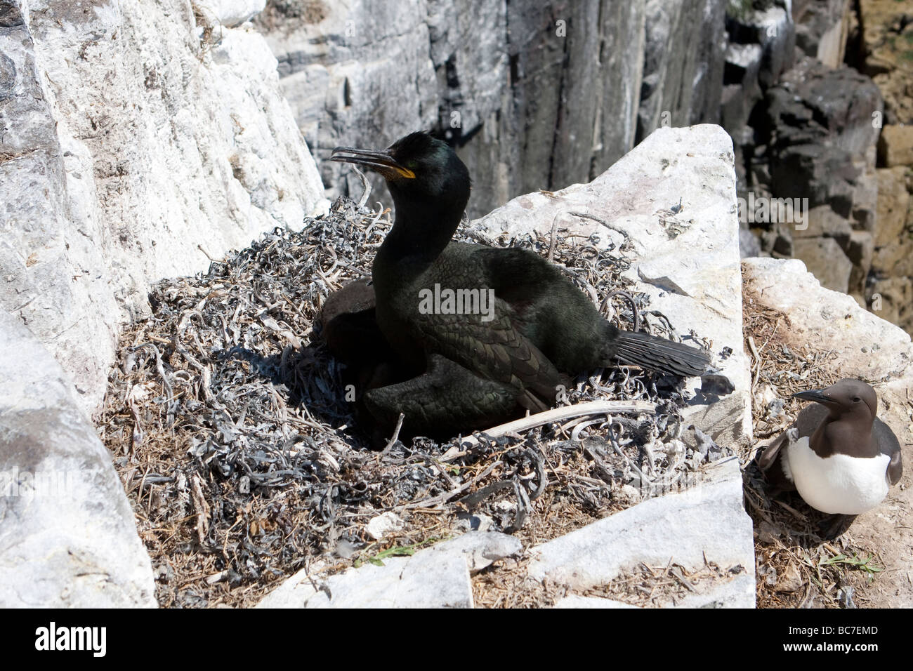 Shag nest hi-res stock photography and images - Alamy