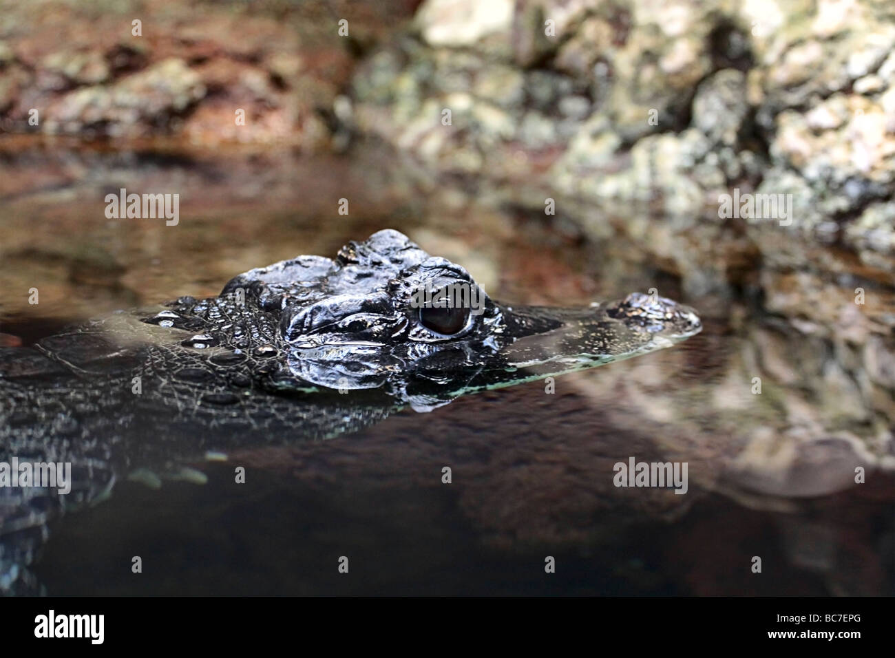 Angry crocodile hi-res stock photography and images - Alamy