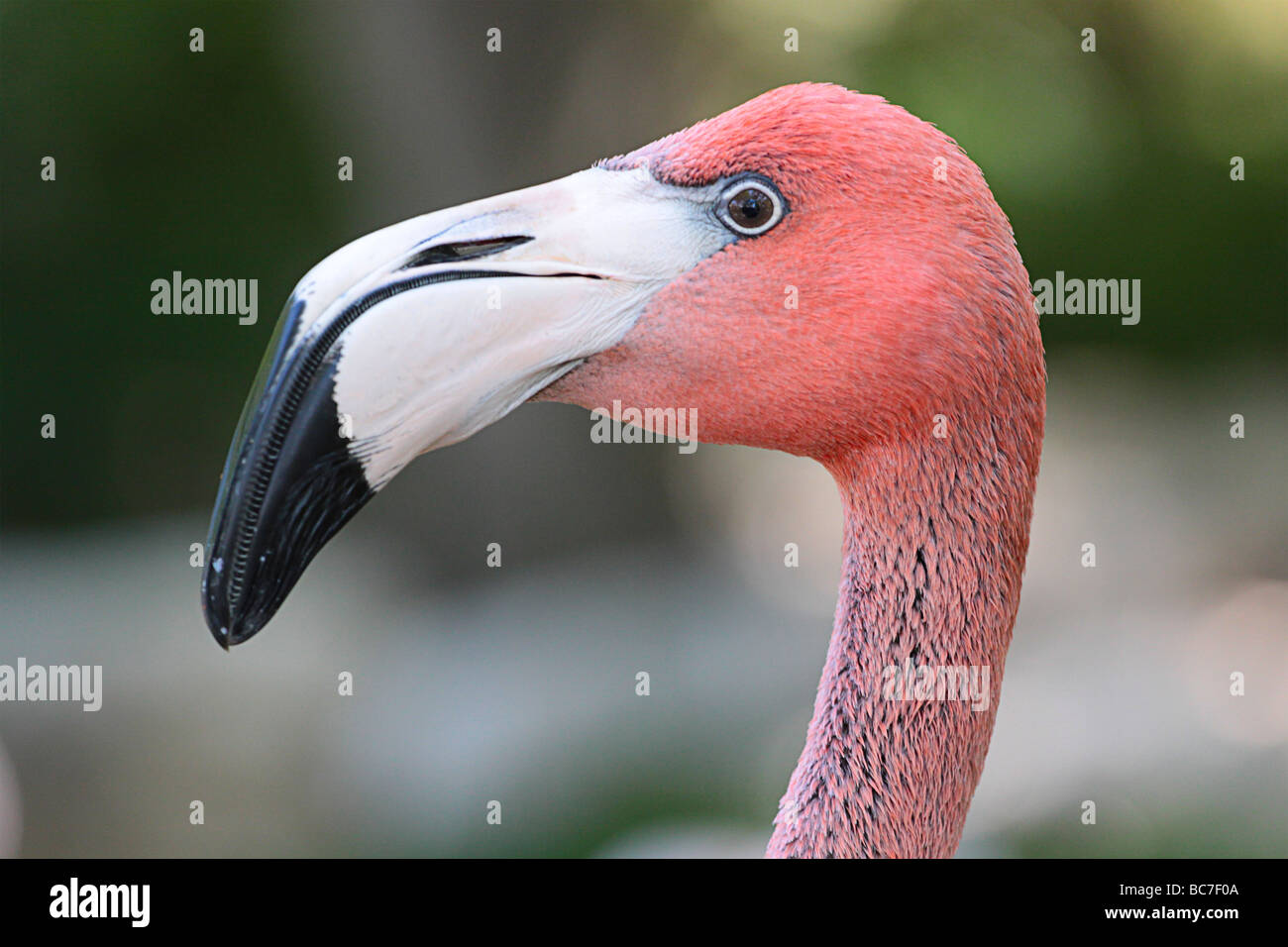 Pink flamingo closeup Stock Photo - Alamy