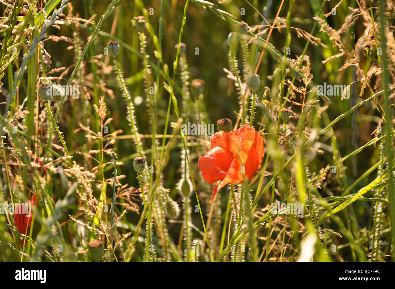 Poppy In Grass High Resolution Stock Photography and Images - Alamy