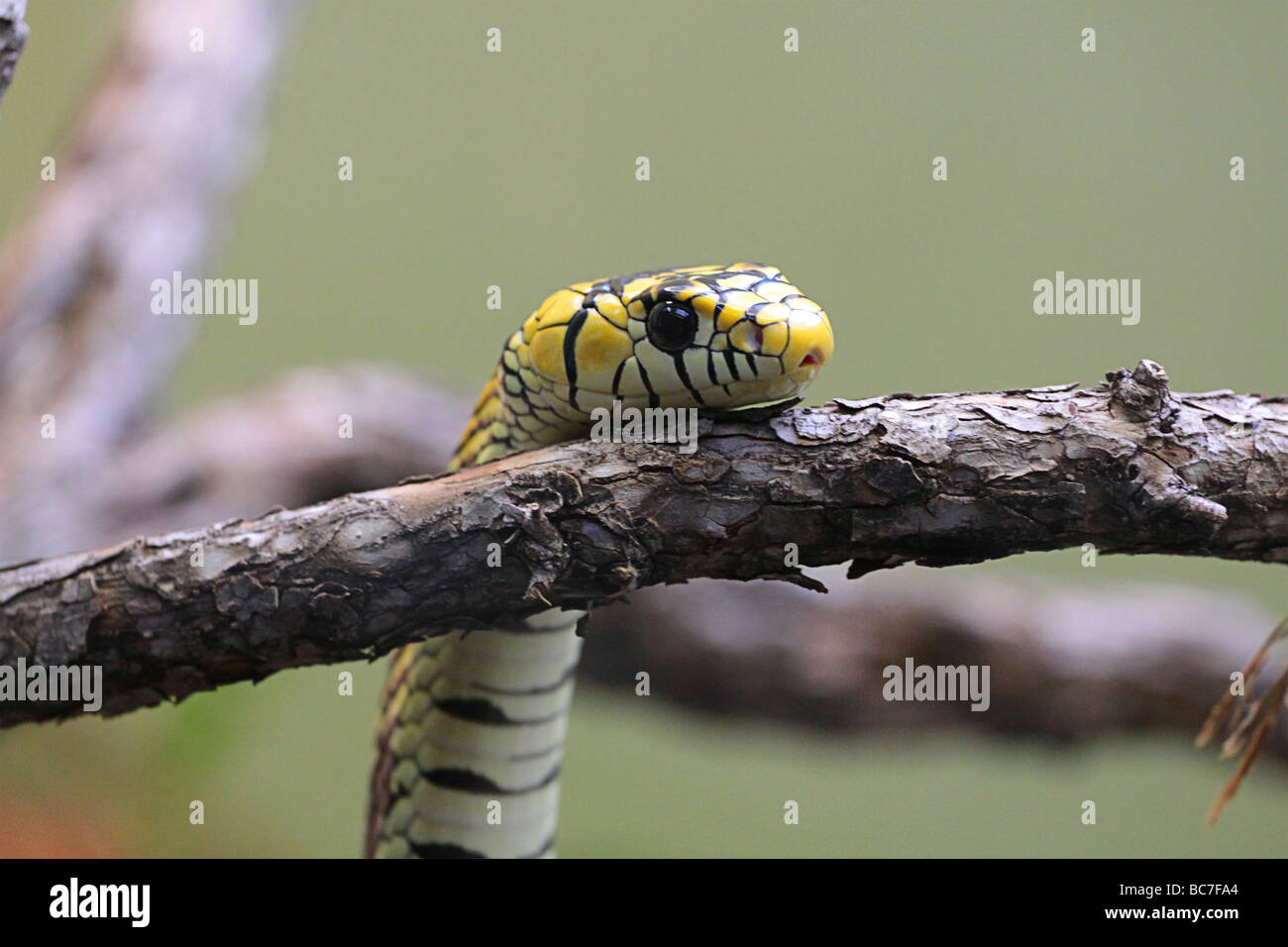 Jungle Snake High Resolution Stock Photography and Images - Alamy