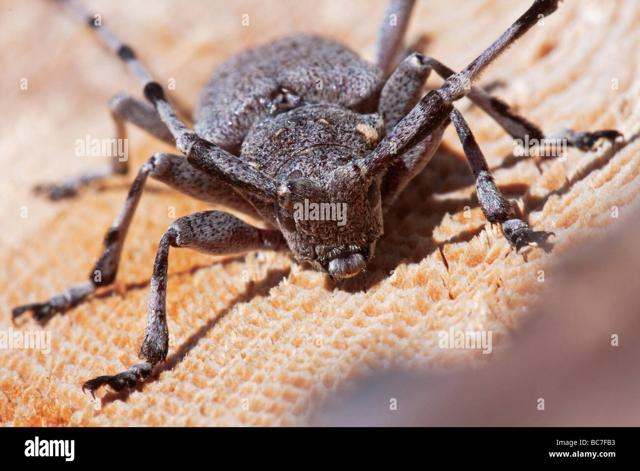 Beetle scotland tree hi-res stock photography and images - Alamy