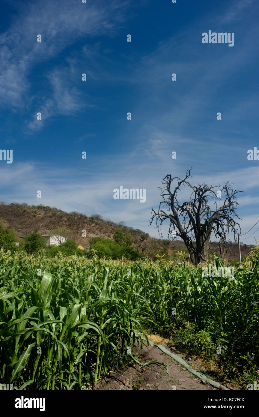How is the corn tree plantation hi-res stock photography and images - Alamy
