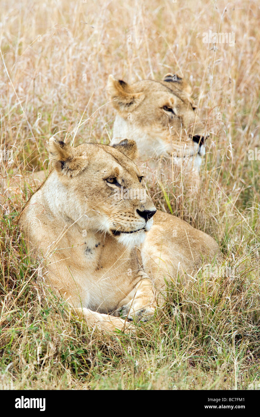 Two lions portrait in grass hi-res stock photography and images - Alamy