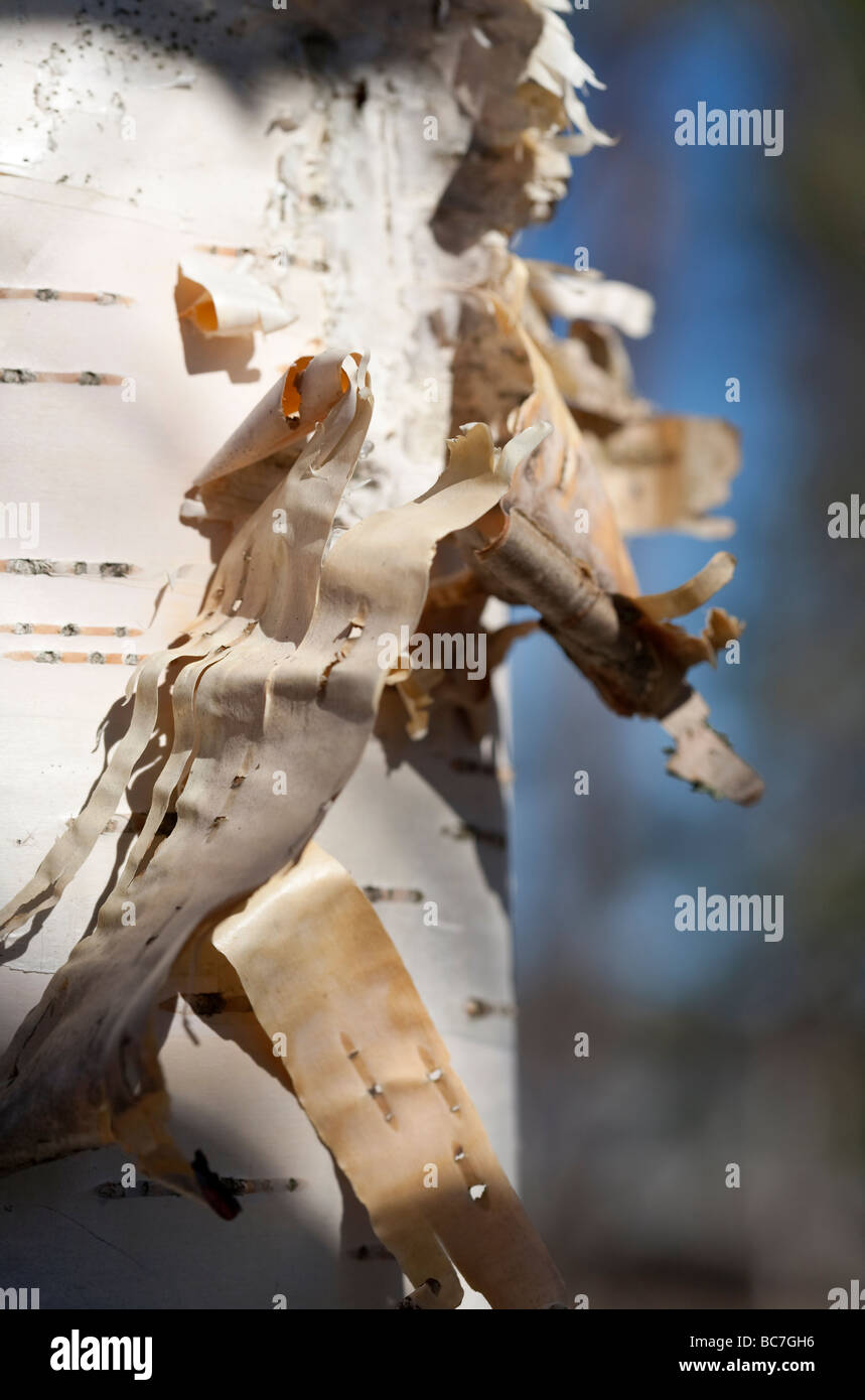 Birch trunk peeled bark hi-res stock photography and images - Alamy