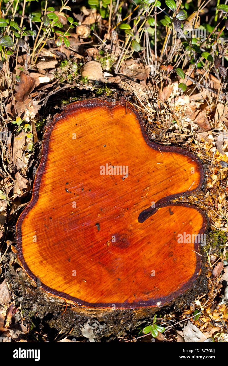 Sap oozing from cut birch tree stump hi-res stock photography and ...