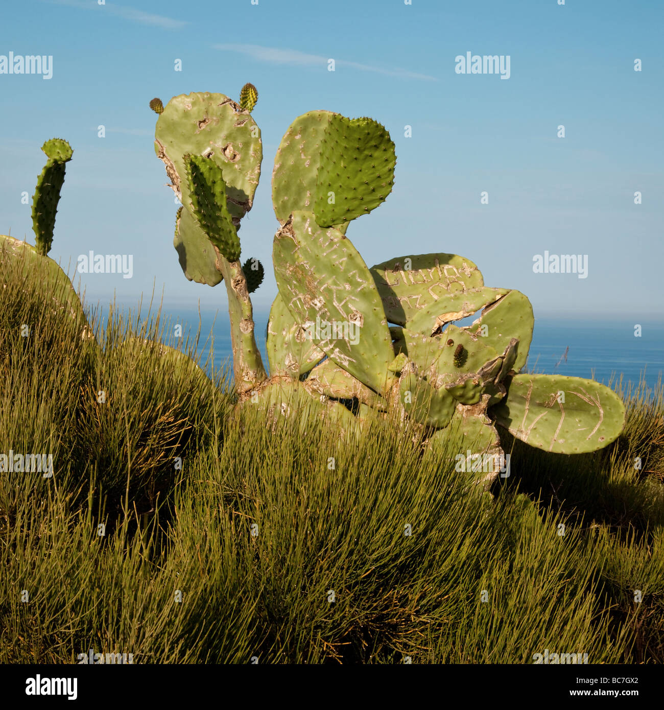 Cactus plant San Antonio Cape Nature Reserve Javea Alicante Spain Stock ...