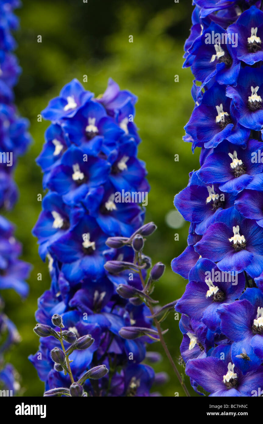 Deep purple delphinium hi-res stock photography and images - Alamy